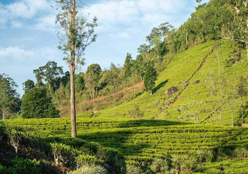 Pekoe Trail Stage 7 Guided Hike (Kotagala-Norwood) - Key Points