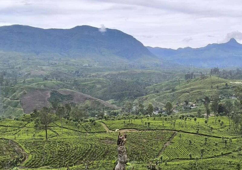 Pekoe Trail Stage 8 Guided Hike (Norwood-Bogawantalawa) - Key Points