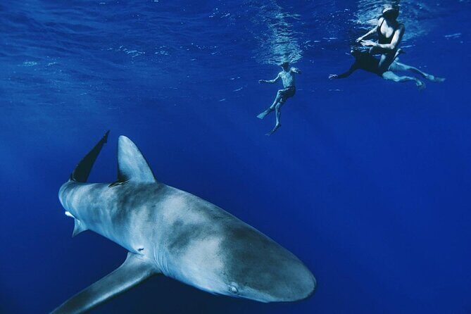 Pelagic Shark Dive Tour - Introduction: A Unique Chance to Swim with Sharks