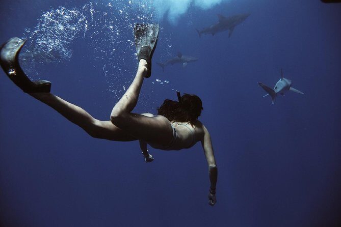 Pelagic Shark Dive Tour - Key Points