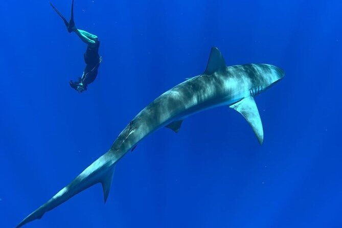 Pelagic Shark Dive Tour - Why This Tour Offers Good Value