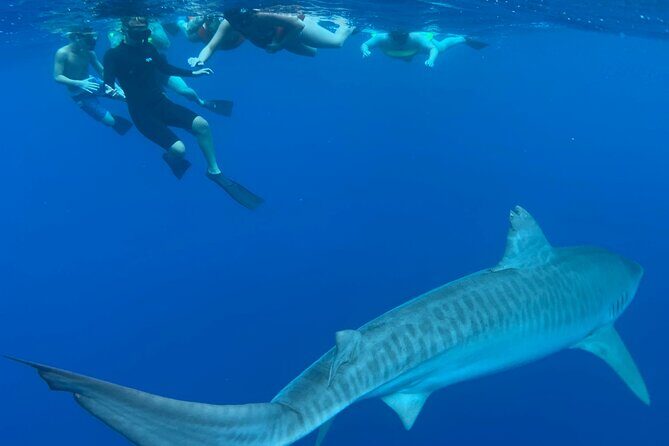 Pelagic Shark Dive Tour - Frequently Asked Questions