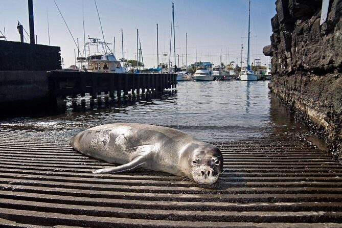 Pelagic Wildlife Excursion - Key Points