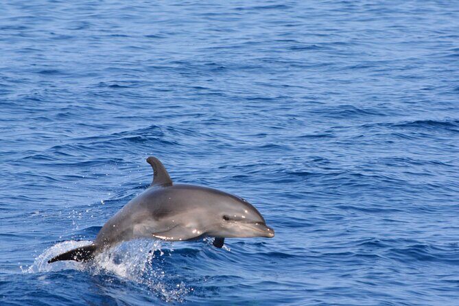 Pelagic Wildlife Excursion - An Authentic Marine Adventure in Hawaii