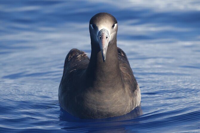 Pelagic Wildlife Excursion - How to Make the Most of This Tour