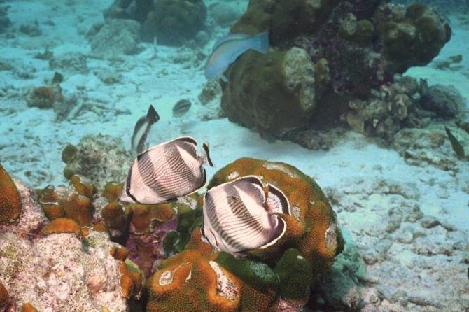 Pelican Rock Snorkeling and Sightseeing Adventure - The Real Value of This Tour