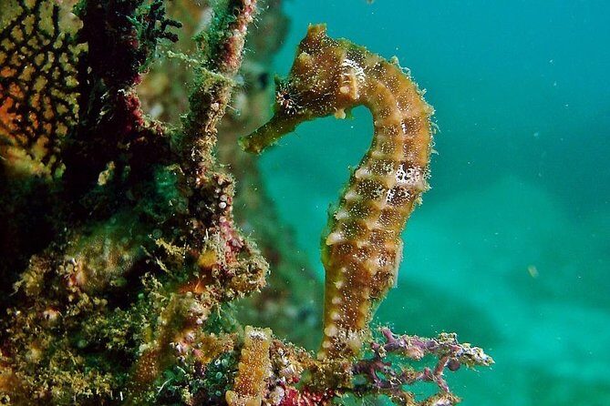 Pelican Rock Snorkeling and Sightseeing Adventure - The Sum Up