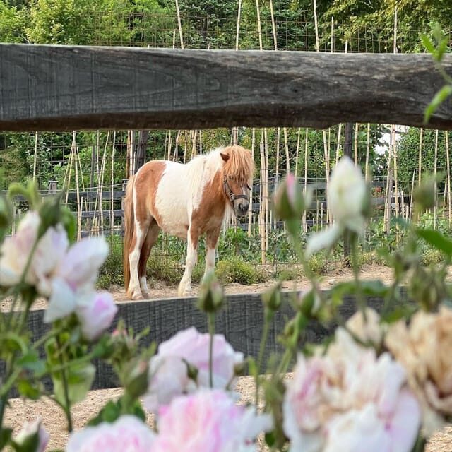 Pelion Private Nature Experience : Farm-to-Table Cooking - Discovering Pelion’s Natural Beauty and Local Life
