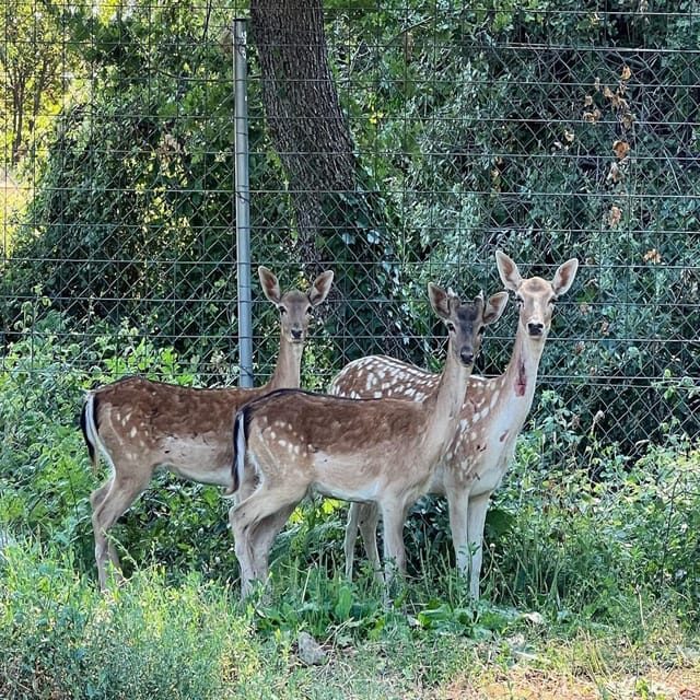 Pelion Private Nature Experience : Farm-to-Table Cooking - Enjoying Your Homemade Meal