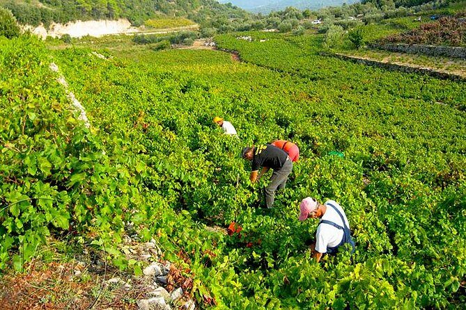 Peljesac Vineyards & Oysters - Private Day Trip from Dubrovnik-Mercedes Vehicle - Exploring the Peljesac Peninsula: What You Can Expect