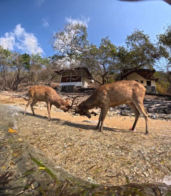 Pemuteran Bali: Menjangan Island Snorkeling Trip with Lunch - Additional Notes