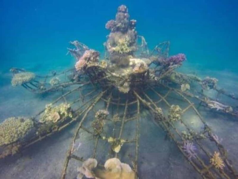 Pemuteran: Biorock Dive Master Internship - Who Should Consider This Experience?