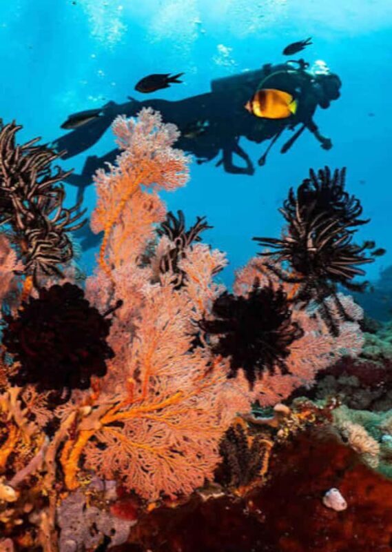 Pemuteran: Biorock Dive Master Internship - Final Thoughts