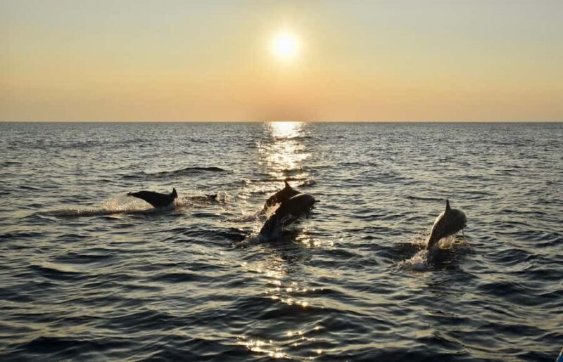 Pemuteran: Dolphin Watching Tour with Hotel Transfer - Practical Tips for Travelers