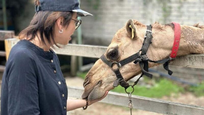 Penang: Balik Pulau Batik Painting & Mini Zoo Petting - Key Points