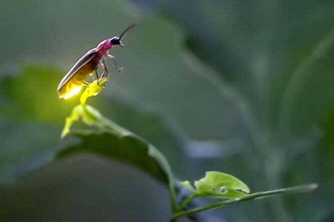 Penang Day Tour Private (per Vehicle) - Why Choose This Tour?