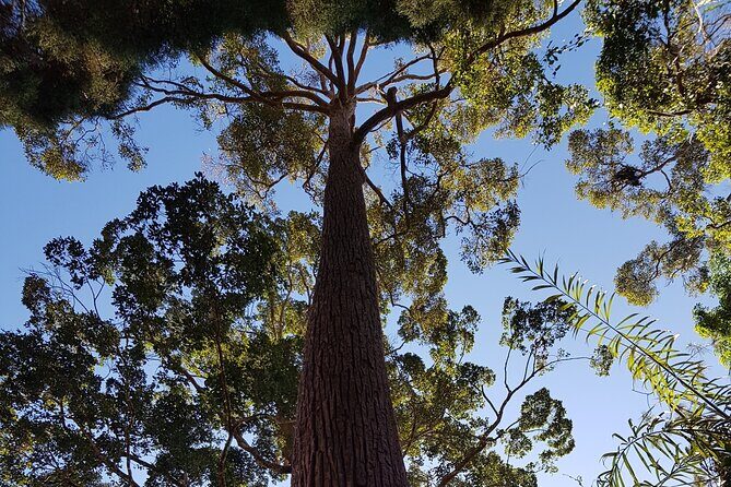 Penang Hill & Pagoda Tour with Food Tasting (Tickets Included) - Why This Tour Might Be Your Best Bet
