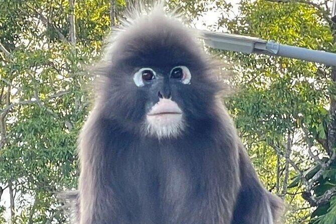 Penang Private Tour with Hill, Temple and Heritage Experience - The Sum Up