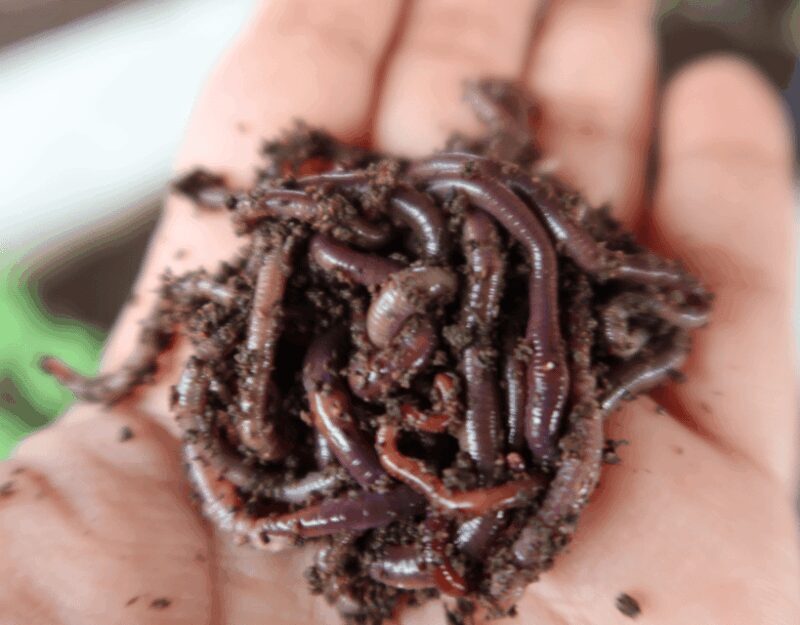 Penang: The Vanilla Village Farm Tour by Kairos - Accessibility and Practicalities