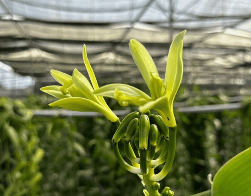Penang: The Vanilla Village Farm Tour by Kairos - Who Should Consider This Tour?