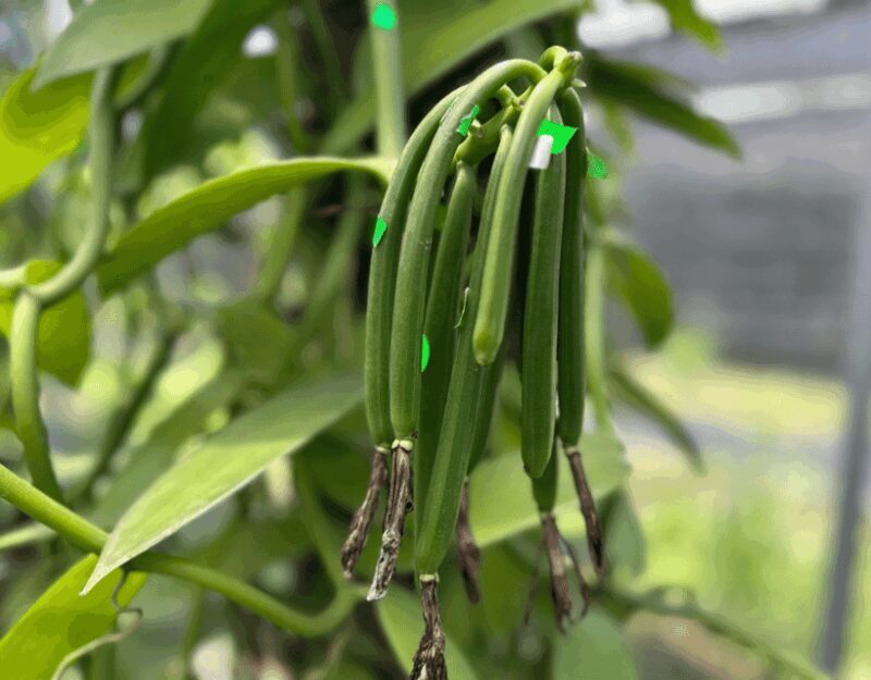 Penang: The Vanilla Village Farm Tour by Kairos - The Sum Up