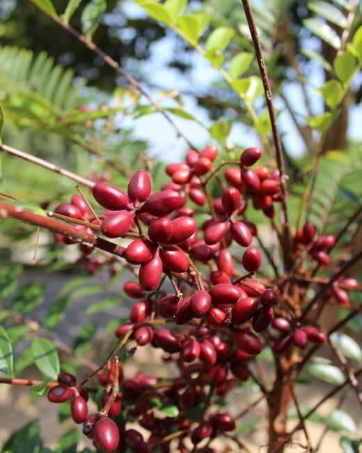 Penang: Tropical Fruit Farm Ticket - Multiple Perspectives: Authentic Feedback