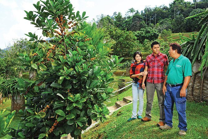 Penang Tropical Fruit Farm with Fruit Tasting - Discovering the Penang Tropical Fruit Farm