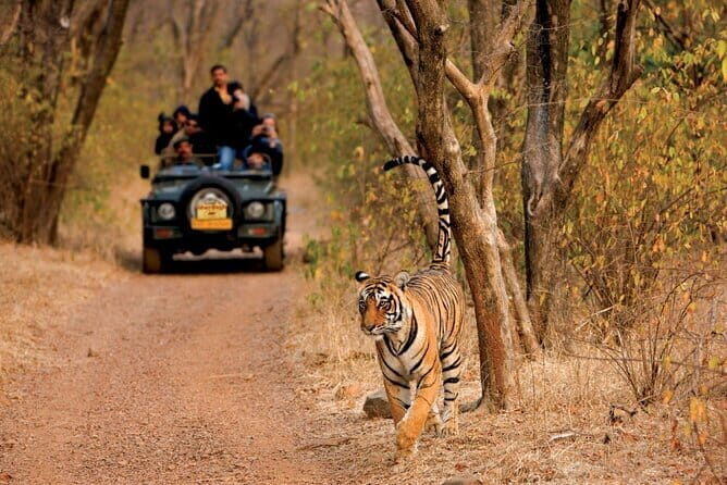 Pench National Park Safari with Transfers from Nagpur - Key Points