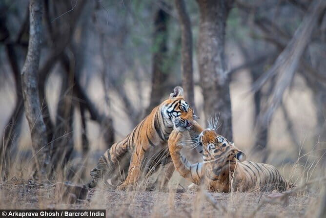 Pench National Park Safari with Transfers from Nagpur - The Experience: Pros and Cons