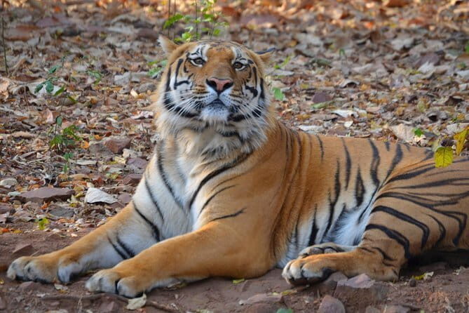 Pench National Park Safari with Transfers from Nagpur - FAQ