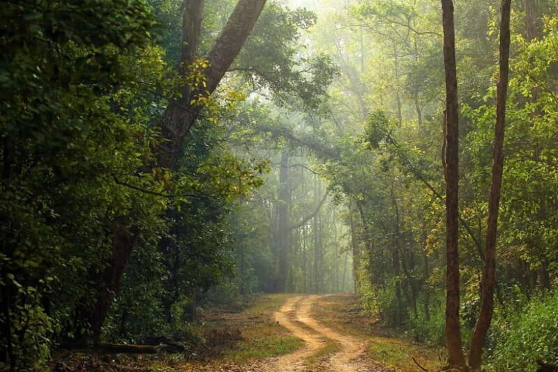 Pench National Park: Skip the Line Access to Jungle Safari - Key Points