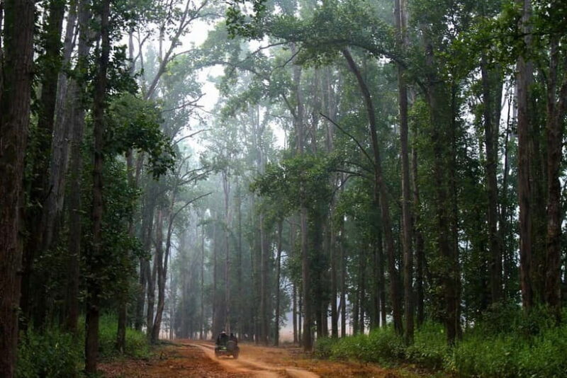 Pench National Park: Skip the Line Access to Jungle Safari - Introduction: A Safari Adventure in Pench