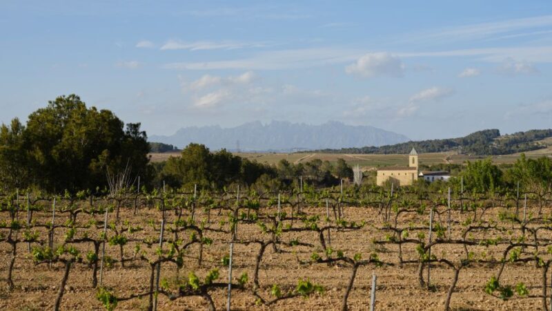 Penedès Vine to Wine: Personalized Cava taste&craft Workshop - Who Should Consider This Tour?
