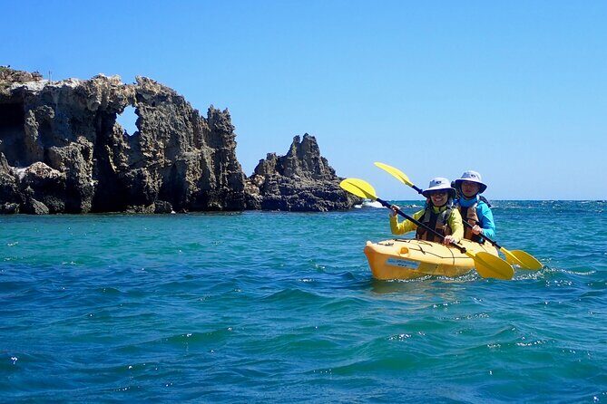 Penguin and Seal Islands Sea Kayaking Experience - Key Points