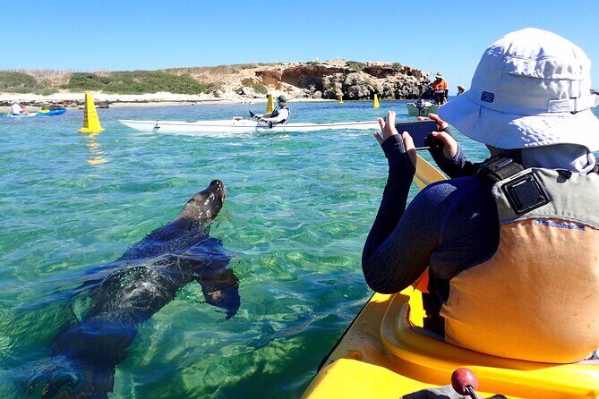 Penguin and Seal Islands Sea Kayaking Experience - Who Will Love This Tour?