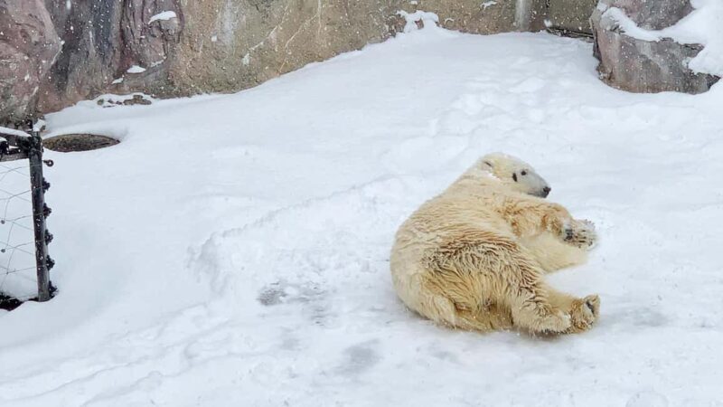 Penguin Fun & Snowmobile : Sapporo Winter (Asahiyama Zoo) - A Complete Look at the Sapporo Winter Day Tour