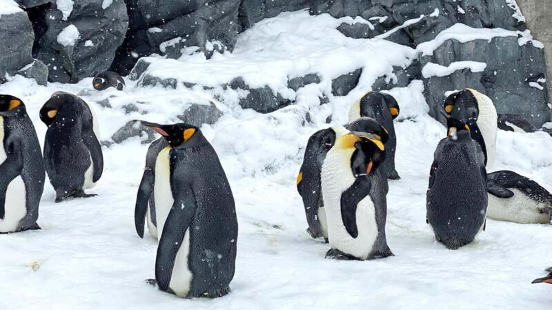 Penguin Fun & Snowmobile : Sapporo Winter (Asahiyama Zoo) - Why This Tour Offers Good Value