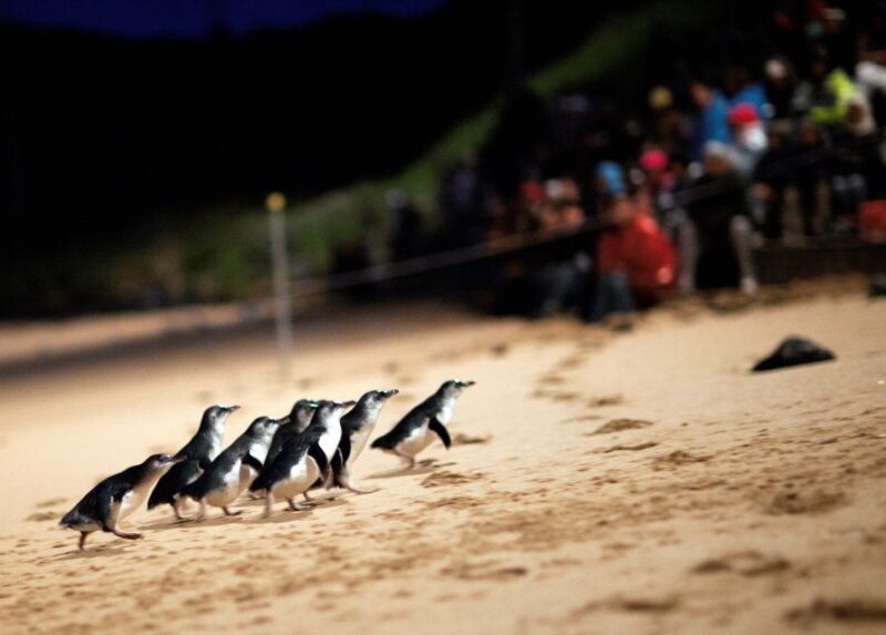 Penguin Parade: General Viewing Ticket - Analyzing the Experience: What You Need to Know