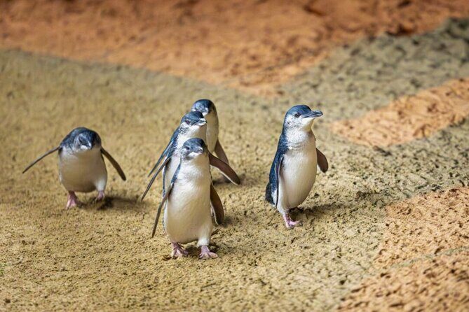 Penguin Parade, & Wildlife Encounters Eco Tour from Melbourne - What Travelers Say & Why It Matters