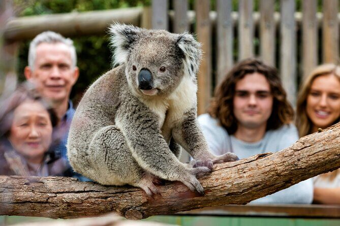 Penguin Parade, & Wildlife Encounters Eco Tour from Melbourne - FAQ