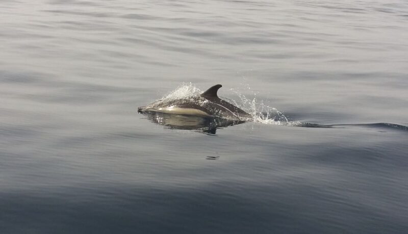 Peniche: Dolphin Route Boat Trip - Who Will Love This Tour?