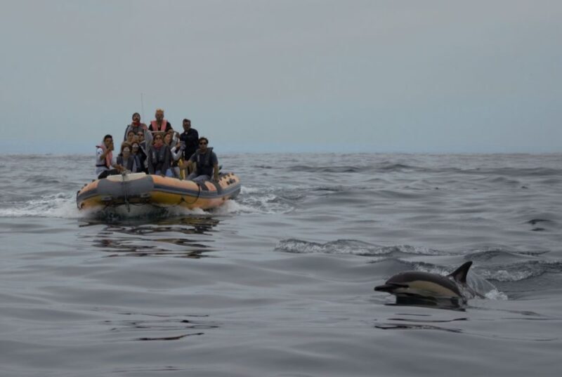 Peniche: Dolphin Route Boat Trip - Frequently Asked Questions