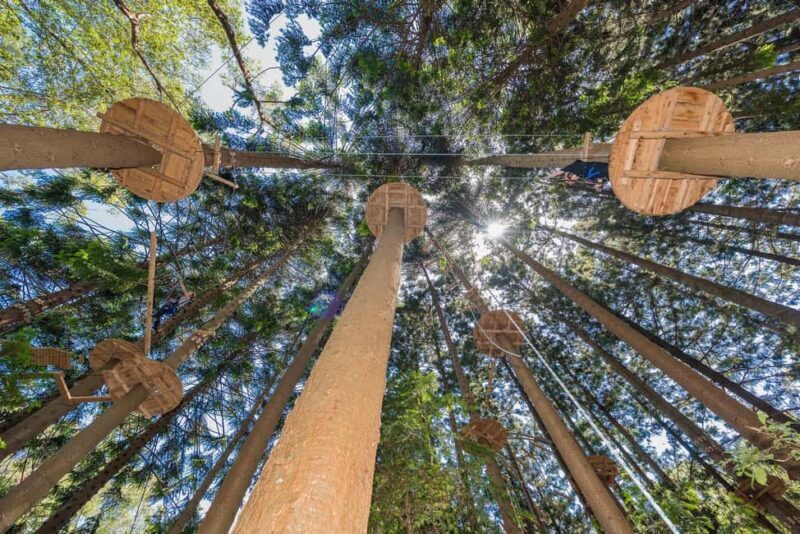Pennant Hills: Tree Ropes Course Session - A Deep Dive Into the Experience