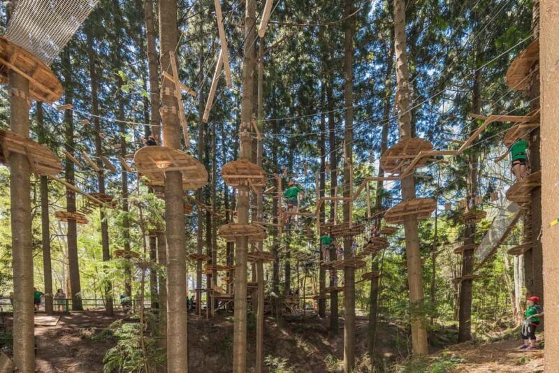 Pennant Hills: Tree Ropes Course Session - Who Will Love This?