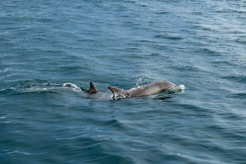 Penneshaw: Kangaroo Island Ultimate Adventure Tour - What Makes This Tour Stand Out