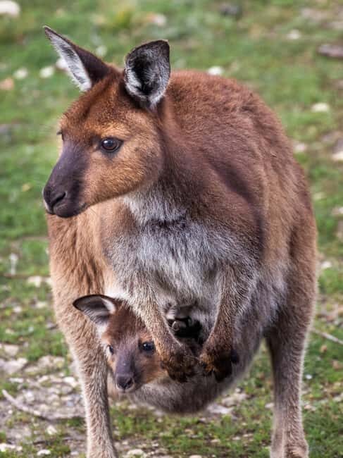Penneshaw: Shore Excursion Kangaroo Island Scenic Tour - Key Points