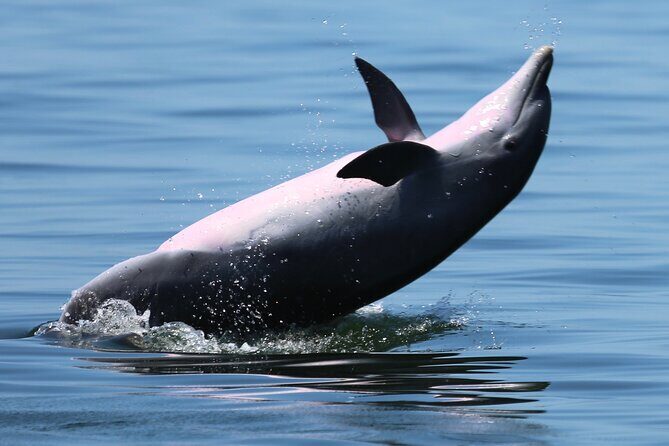 Pensacola Beach Jolly Dolphin Cruise and Scenic Bay Tour - What the Itinerary Looks Like