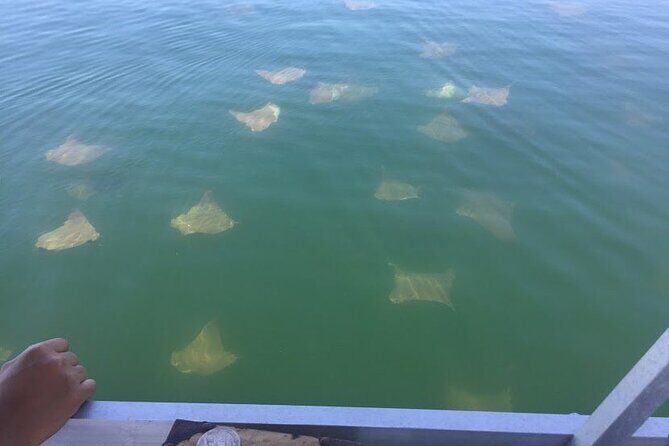 Pensacola Beach Jolly Dolphin Cruise and Scenic Bay Tour - Practical Tips for Your Trip