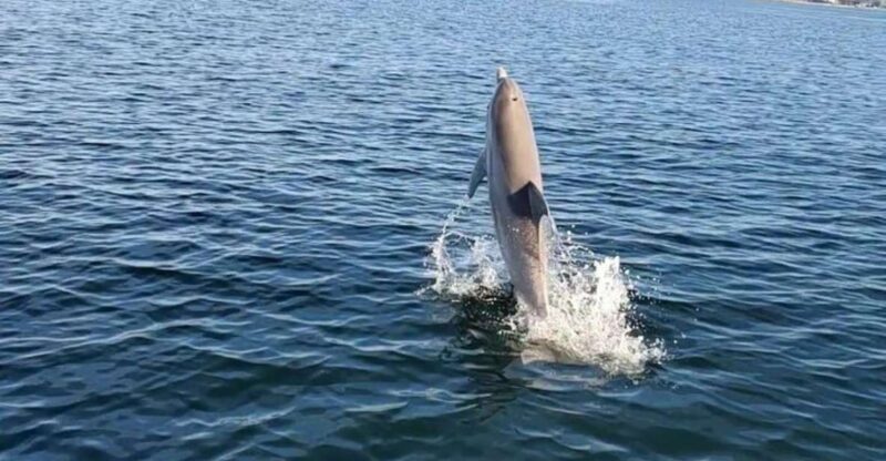 Pensacola Beach Sunset Dolphin Tour private up to 6 ppl - Discovering the Charm of the Pensacola Beach Sunset Dolphin Tour