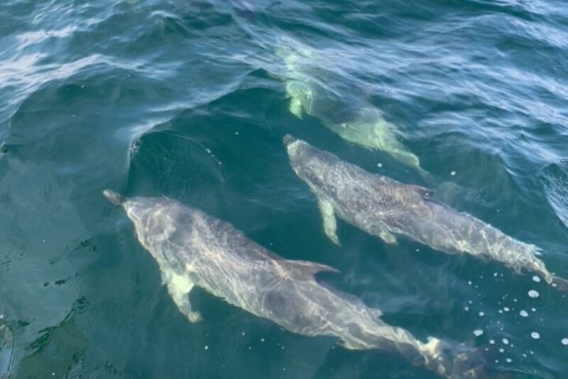 Pensacola Beach Sunset Dolphin Tour private up to 6 ppl - Final Thoughts